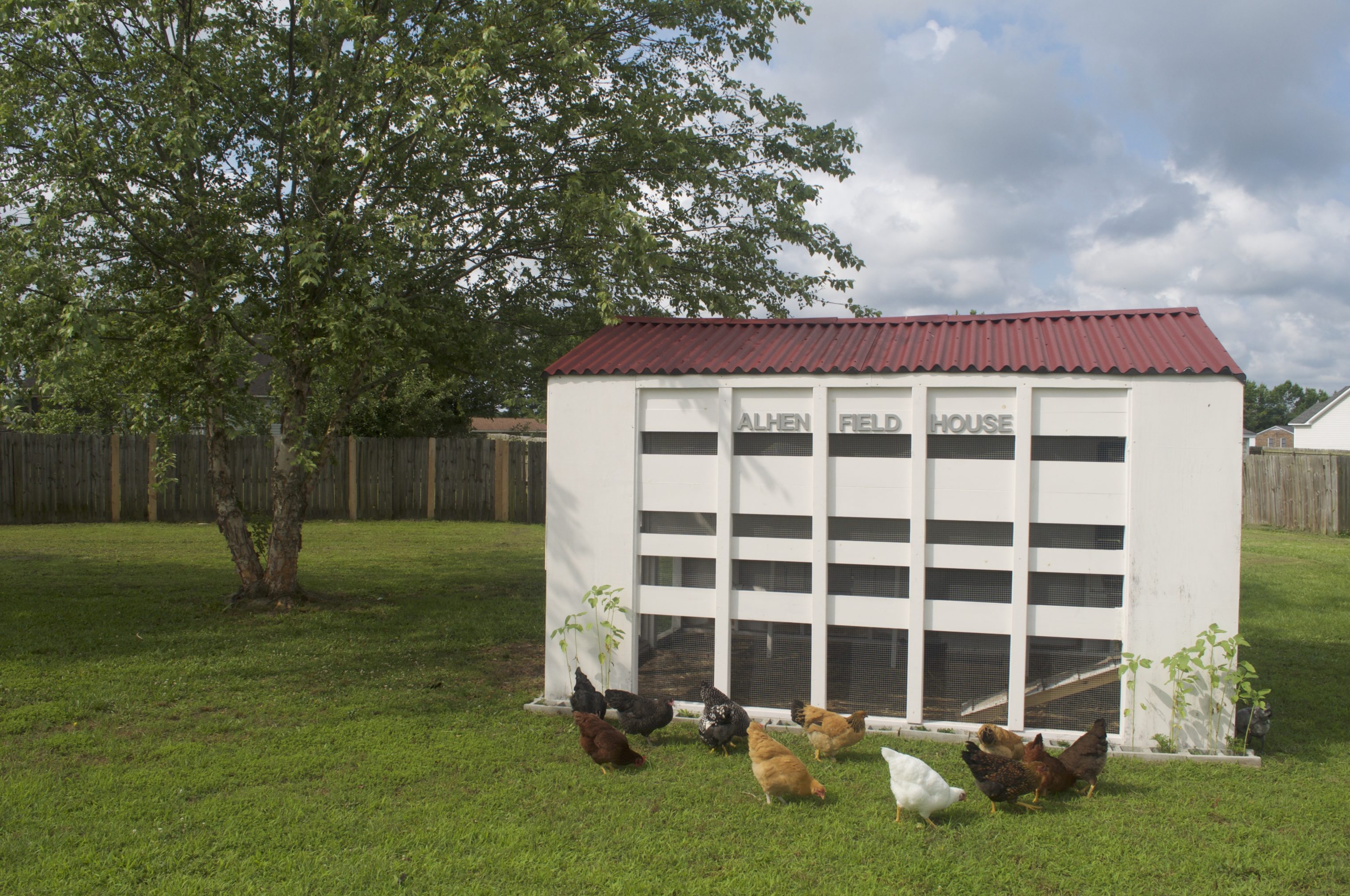 KU alumni construct mini Allen Fieldhouse for their chickens, in ...